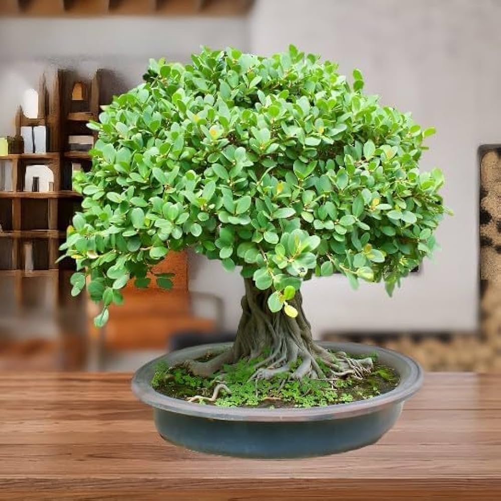 Money Tree Bonsai Care Guide: Secrets to Growing a Stunning, Long-Live ...