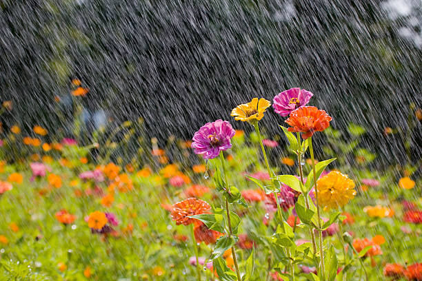 Can Plants Predict Weather? What Research Actually Shows – Leaves and Soul