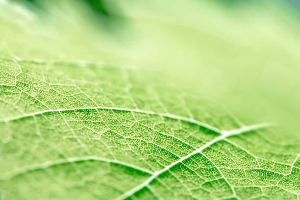 How Cell Expansion Shapes the Final Form of Leaves – Leaves and Soul