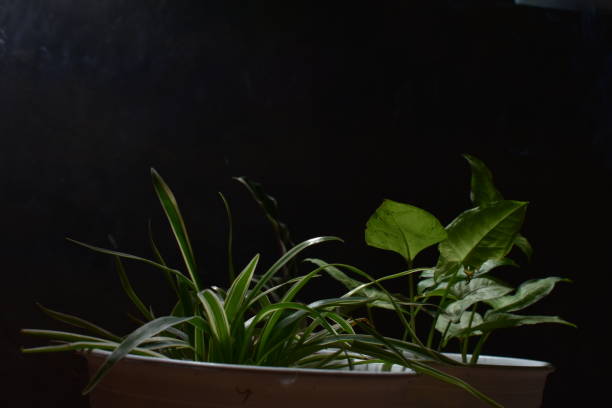 Why Plant Leaves Shrink Under Low Light Conditions – Leaves and Soul