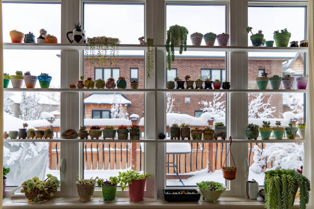 How Short Winter Days Affect Indoor Plants — Light Needs Explained ...