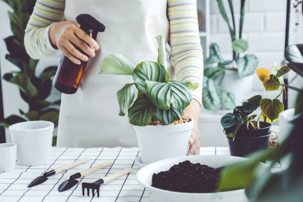 How to Do a Weekly Plant Health Check (Simple 5-Minute Routine ...