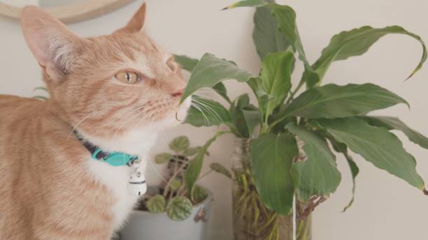 Pet-Friendly Plants That Fit Real Life – Leaves and Soul