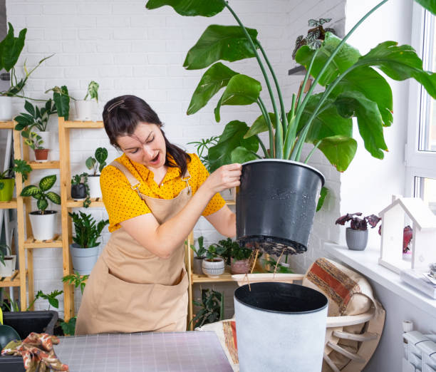 How to Water Plants From the Bottom — Benefits, How-To, and Mistakes t ...
