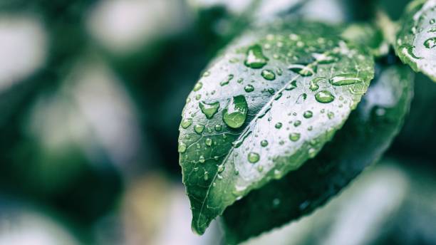 Why Plants “Cry” Water From Their Leaves — Guttation Explained – Leaves ...