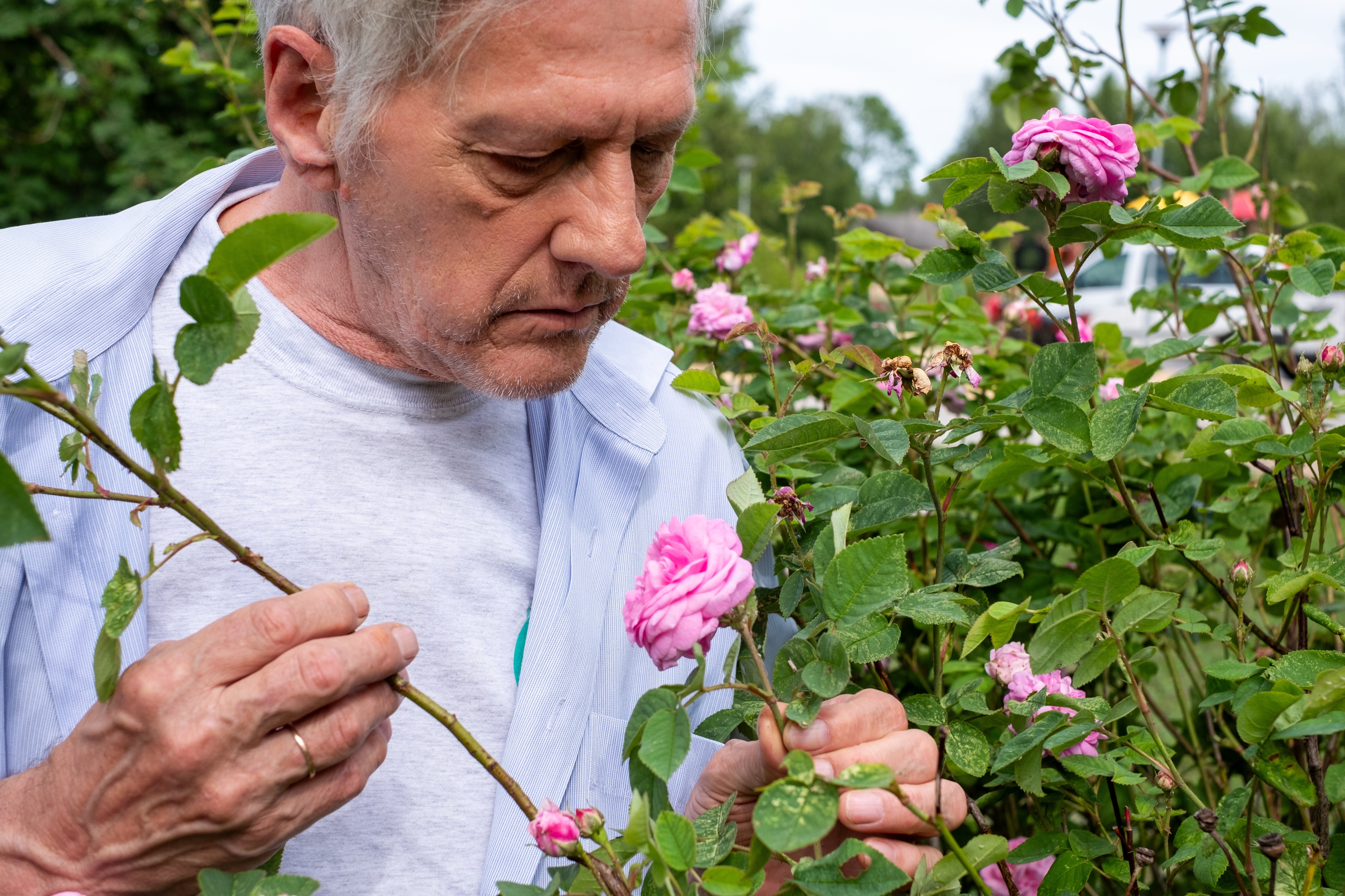 How to Read Your Plant’s Leaves Like a Pro – Leaves and Soul