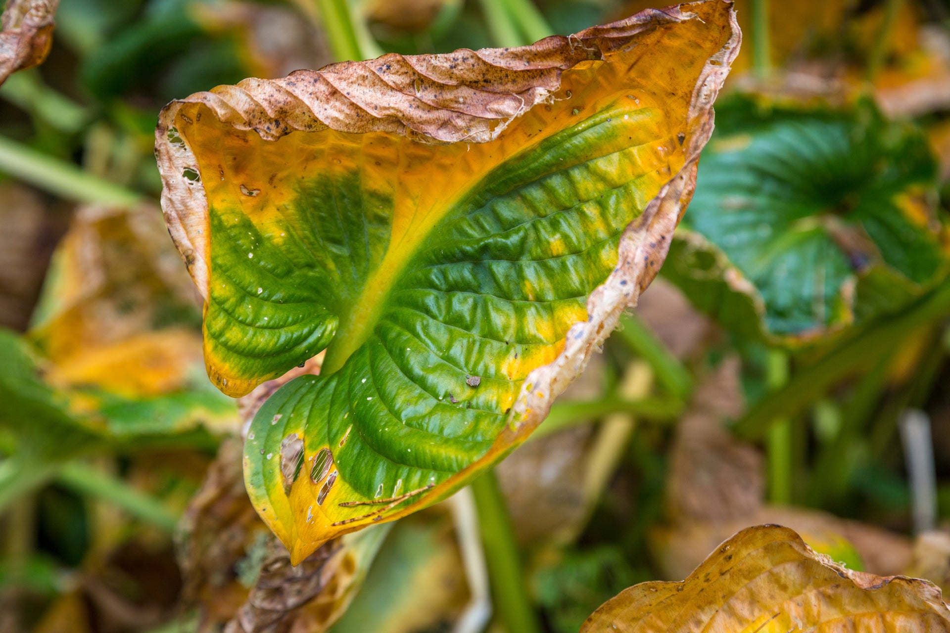 How to Spot Nutrient Deficiencies Just by Looking at Your Plants ...