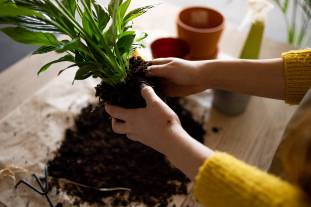 Why Your Soil Smells Sour — Causes, Fixes, and Prevention – Leaves and Soul