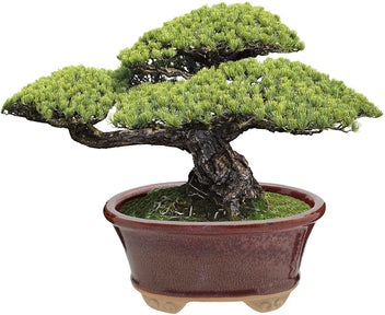 The Perfect Pot Size Chart for Every Plant You Own – Leaves and Soul